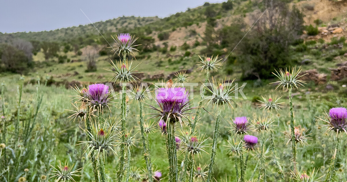 Colorful flowers blooming in the Al-Soudah Mountains in Asir in the ...