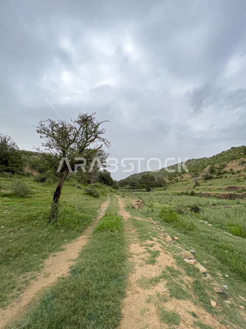 Tourism in Saudi Arabia, green plants and trees in the Al-Soudah ...