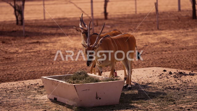 Deer animal in the deserts of the Kingdom of Saudi Arabia, soft sand ...