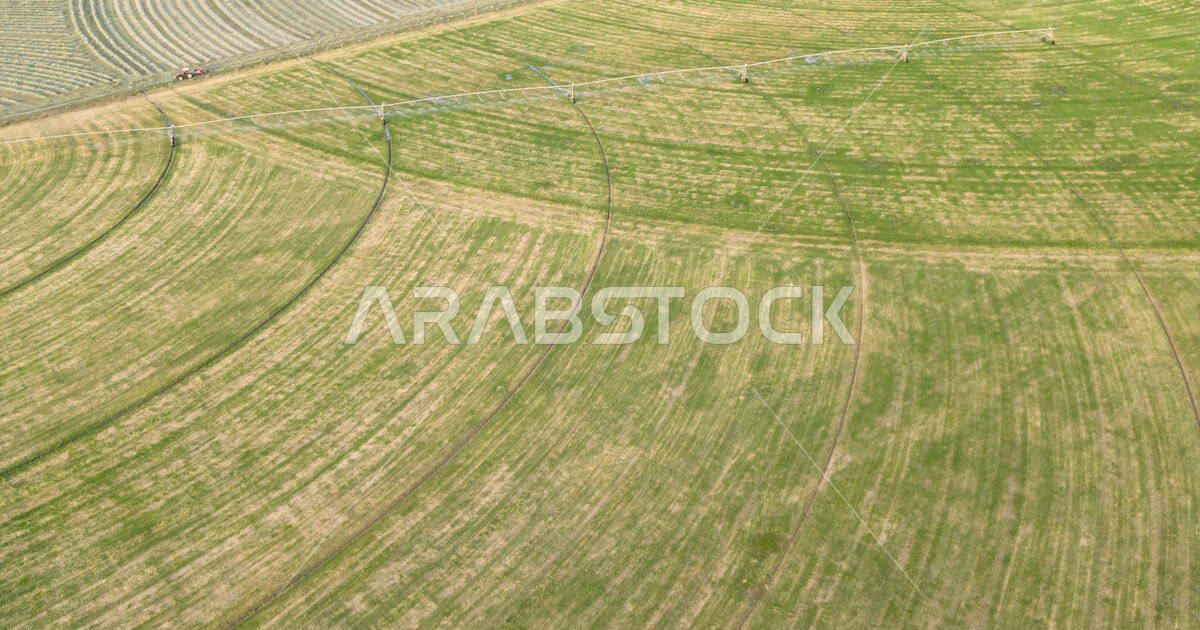 A Saudi national product, green plants and meadows in the spring, an ...