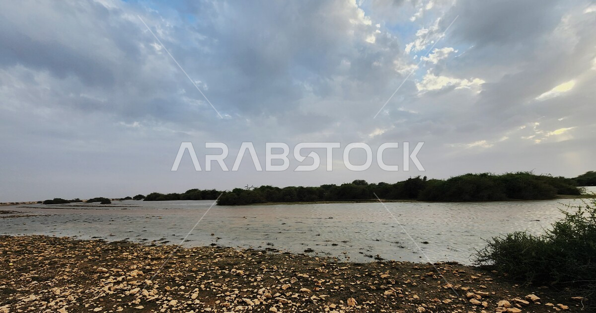 Qatar desert nature, green trees and plants in broad daylight, Qatar ...