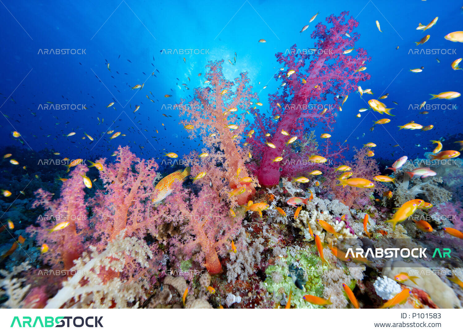 Life in the deep seas and oceans, fisheries and aquatic nature in the ...