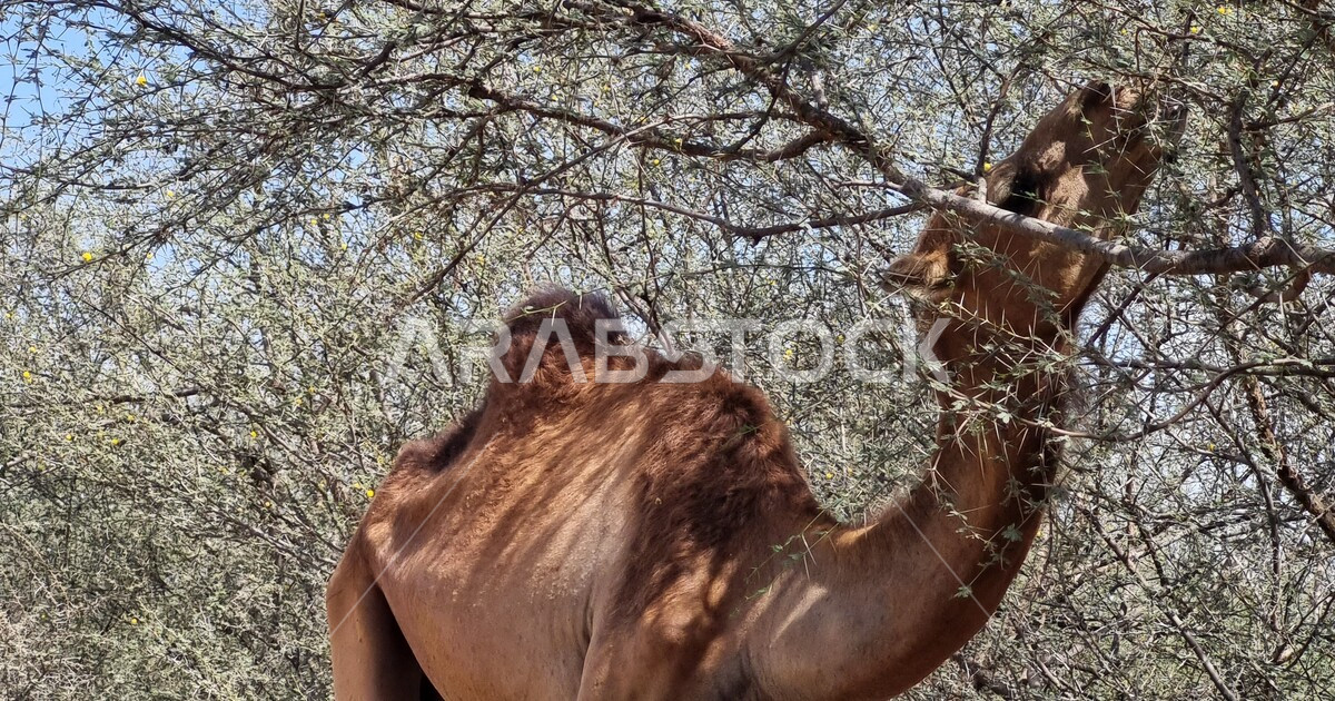 Camel and camel breeding farm, a natural reserve in the Kingdom of ...