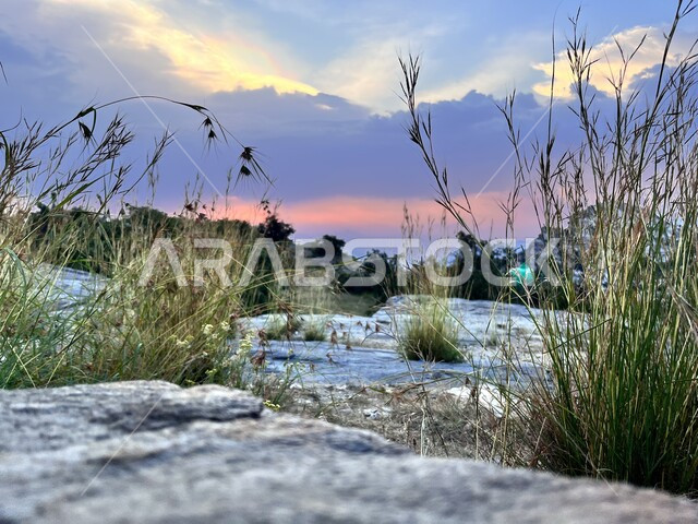 المناظر الطبيعية في محافظة تنومة وقت غروب الشمس، صورة مقربة للنباتات ...