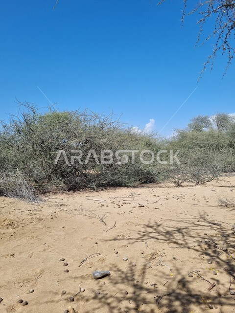 The acacia tree with multiple branches has a prominent role in the ...