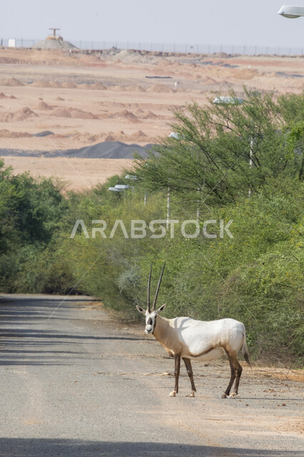 Green desert trees and plants, white deer with long straight horns and ...