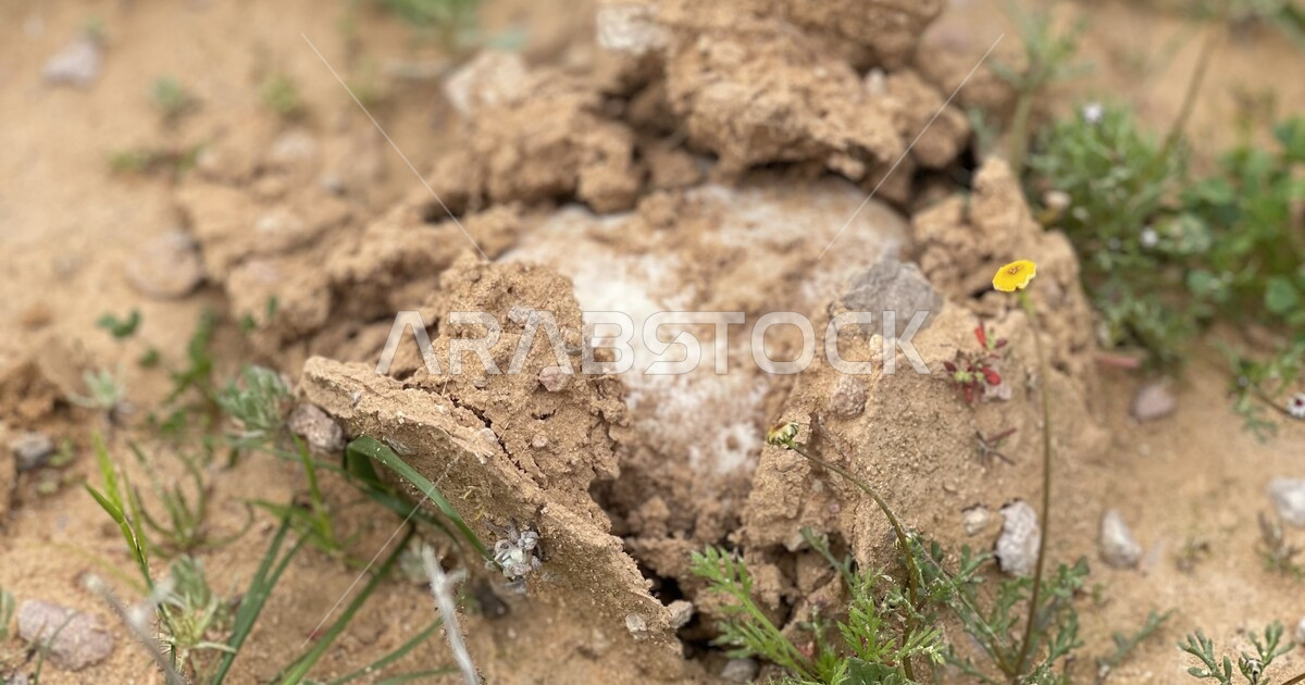 Seasonal truffle plant with high nutritional value, close-up of the ...