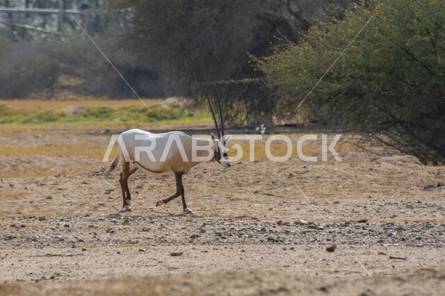 White deer with long straight horns, oryx in the zoo in the Kingdom of ...