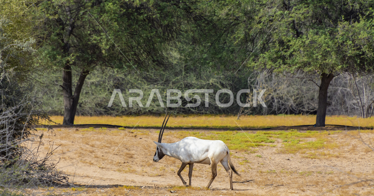 A natural reserve for breeding wild animals, oryx in the zoo in Saudi ...
