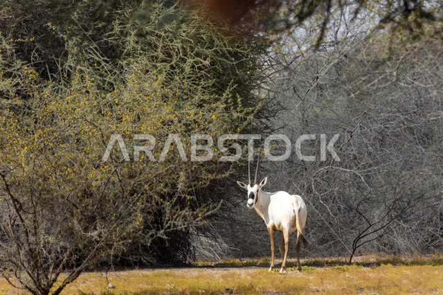 Oryx in the zoo in the Kingdom of Saudi Arabia, a white deer with long ...