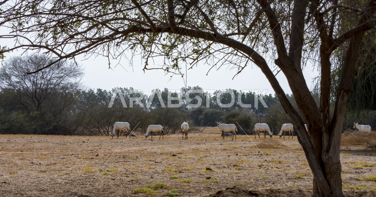 A group of white deer with long straight horns, trees and desert plants ...