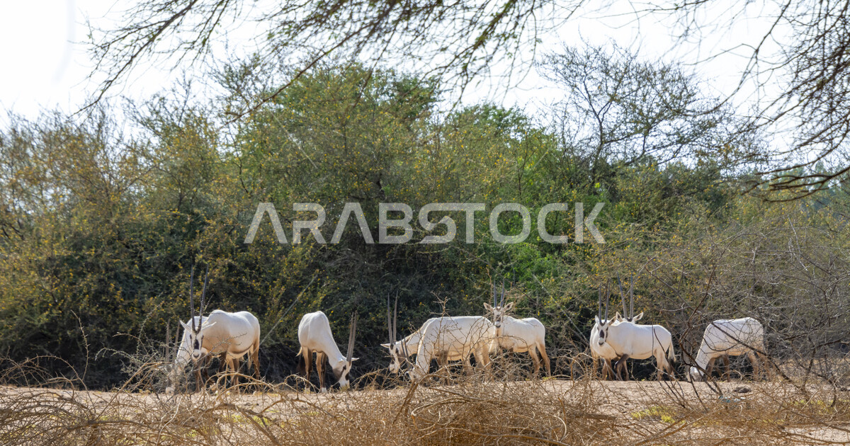 A herd of oryx in a zoo in Saudi Arabia, trees and desert plants in a ...