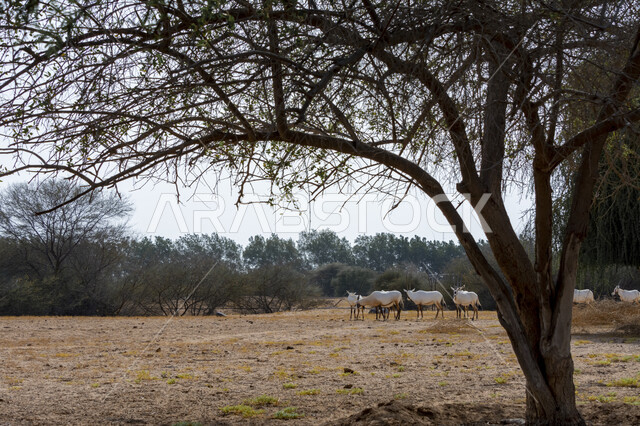 Wild animals in broad daylight, trees and desert plants in a nature ...