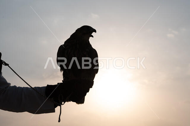 The skill of taming and training predatory birds, pride in the ancient ...