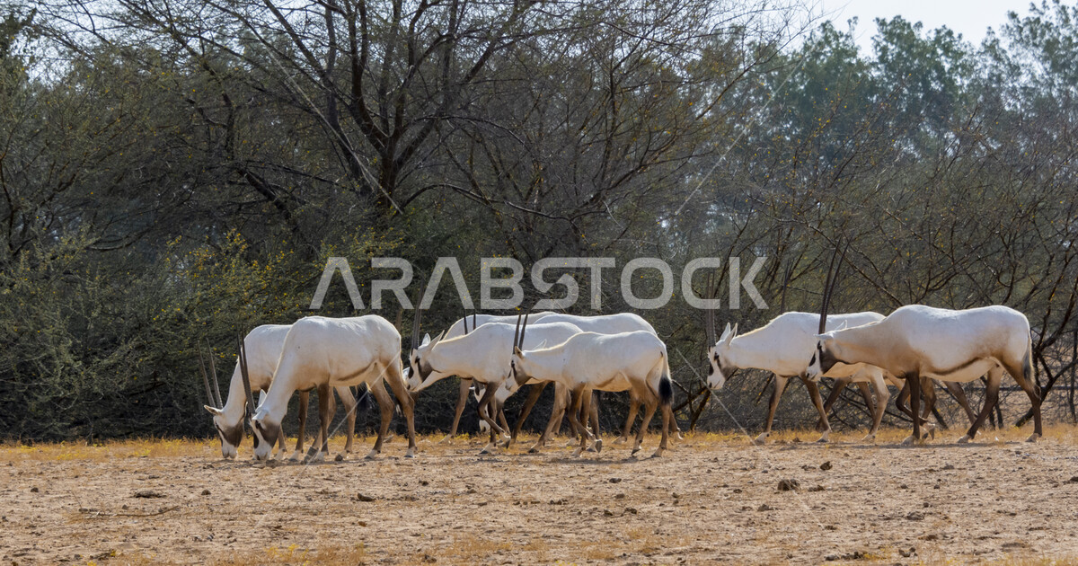 Breeding and caring for the Arabian Oryx in the wild, a group of ...