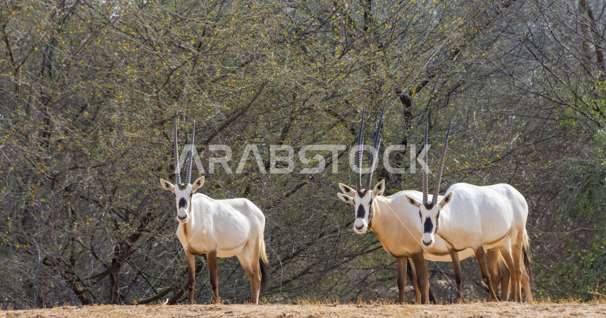 A group of Arabian antelopes in the desert of the Kingdom of Saudi ...