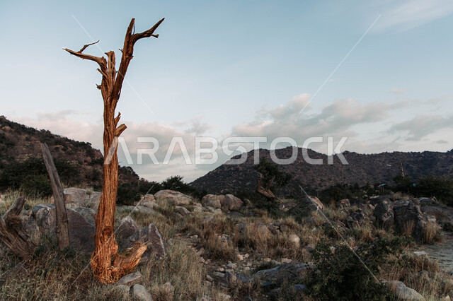 A close-up photo of a dry tree trunk on the slopes of the mountains ...