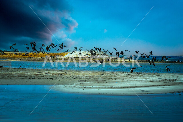 The natural landscapes on the beaches of Umluj in the city of Tabuk ...