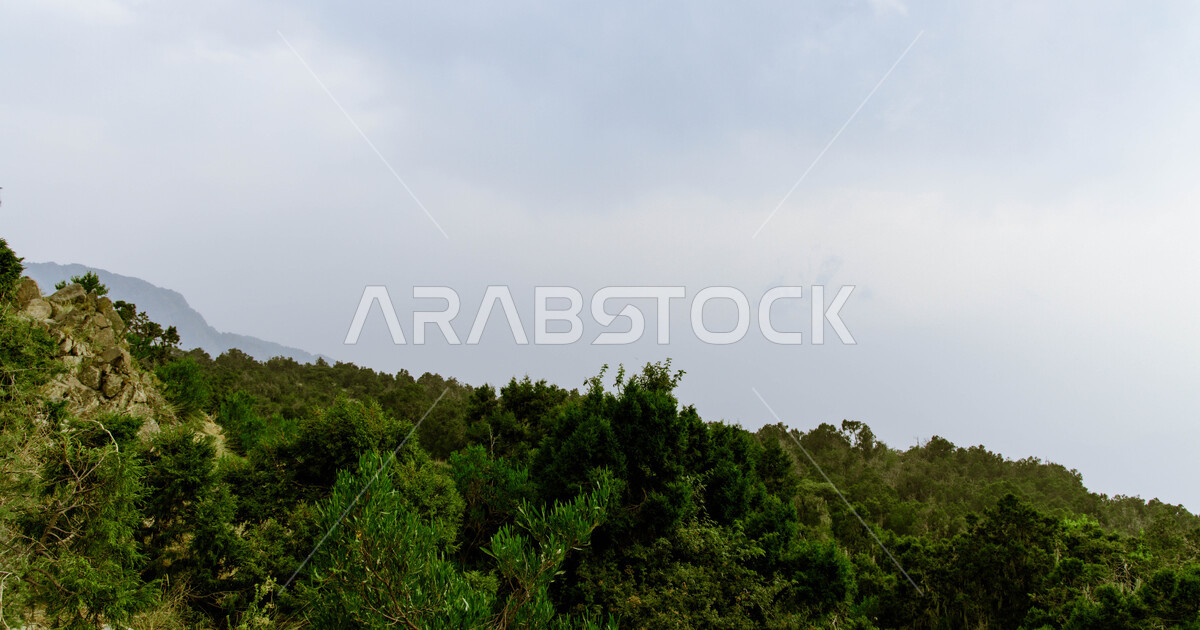Trees and green plants in the Al-Souda Mountains in the Asir region in ...