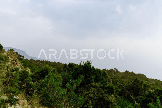 Trees and green plants in the Al-Souda Mountains in the Asir region in ...