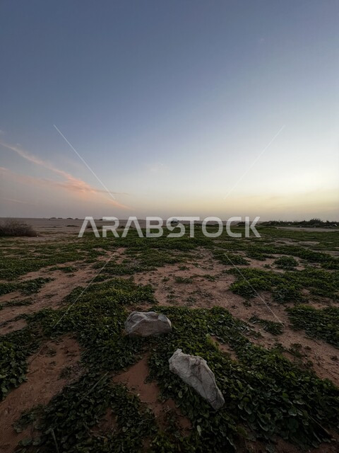 The wide green spaces in the city of Riyadh, agricultural lands in the ...