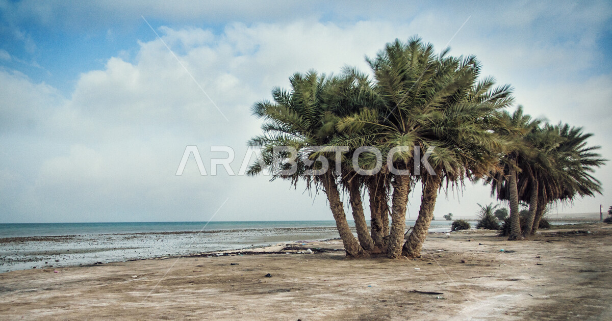 Green palm trees on Al-Uqair Beach, white clouds and clouds in the sky ...