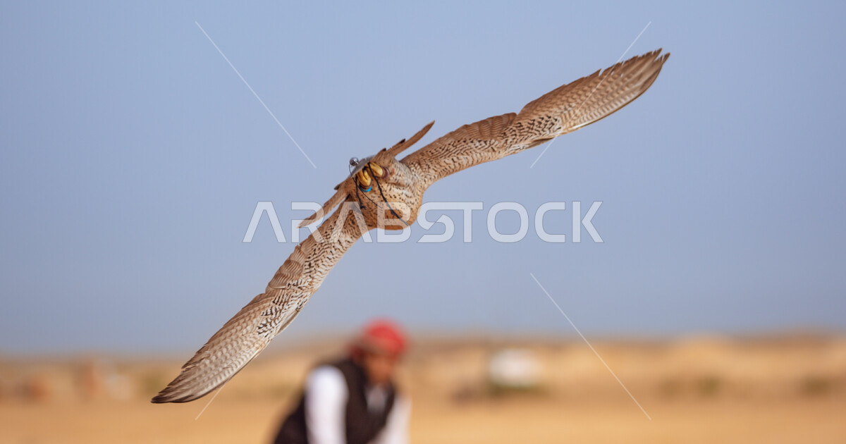 Taming and training birds of prey and predators, the annual hunting ...