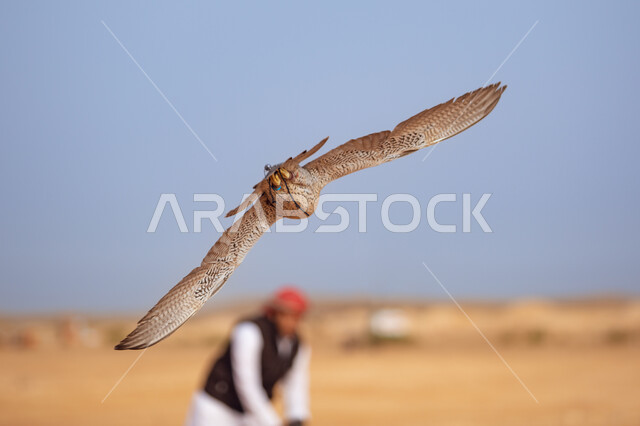 Taming and training birds of prey and predators in desert areas ...