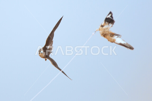 Using tools to train and tame purebred Arabian falcons of prey and ...