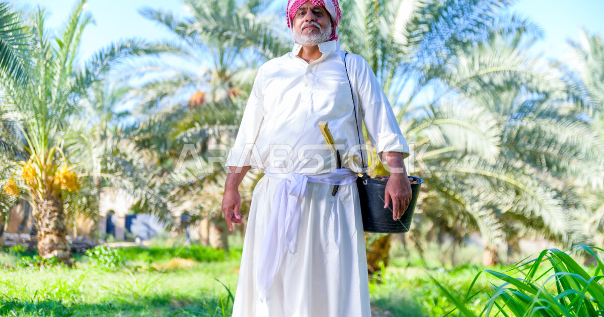 A Saudi Gulf farmer harvesting and picking dates using old folk tools ...