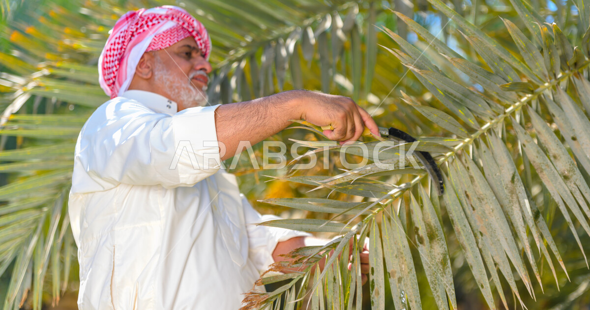 A Saudi Gulf farmer takes care of palm trees and their products, the ...