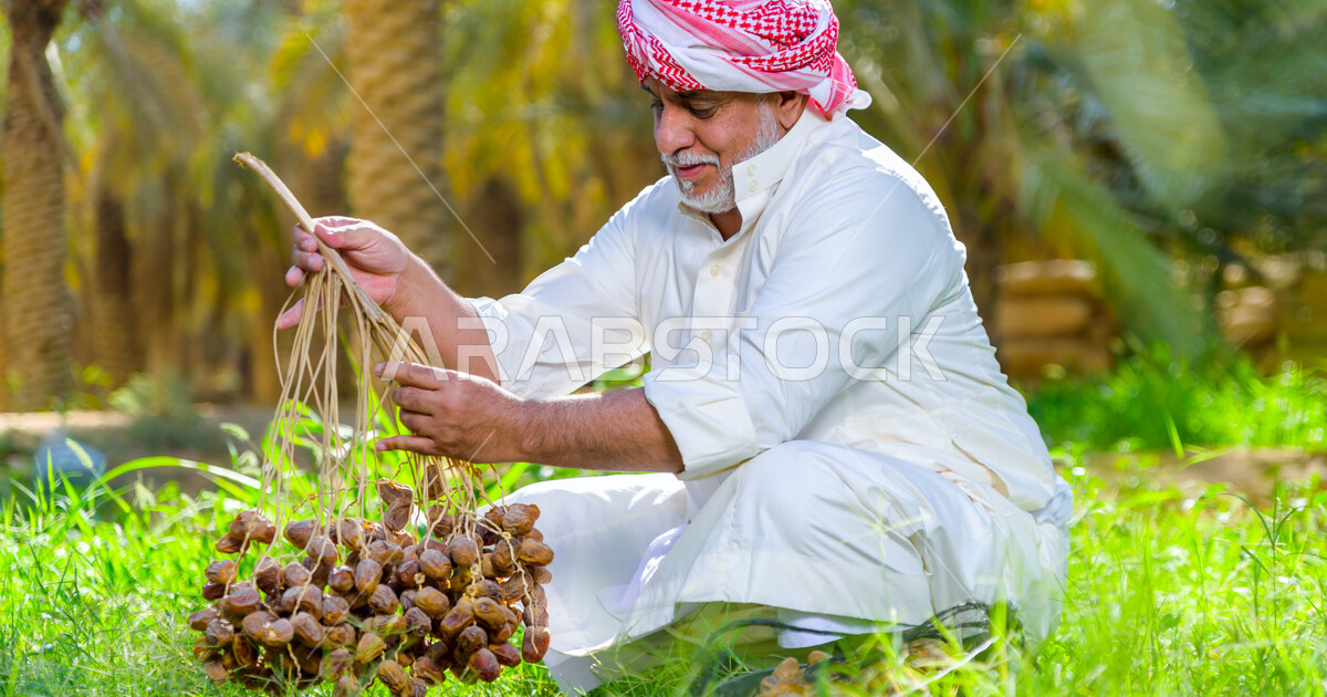A Saudi Gulf farmer harvesting and picking dates using old folk tools ...
