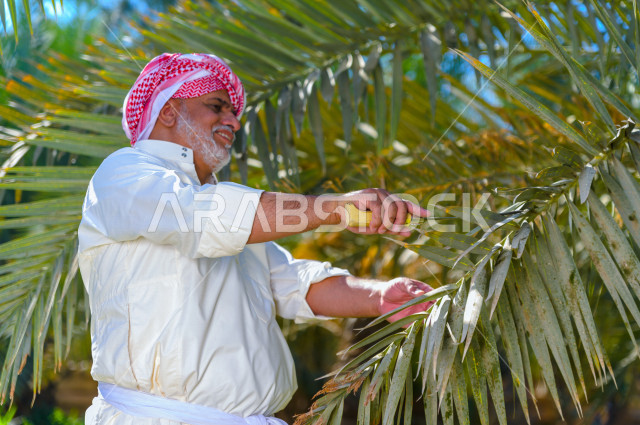 A Saudi Gulf farmer takes care of palm trees and their products, the ...