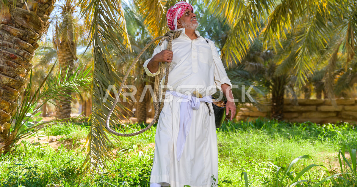 A Saudi Gulf farmer harvesting and picking dates using old folk tools ...