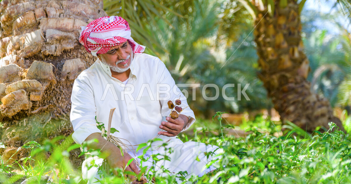 A Saudi Gulf farmer harvesting and picking dates using old folk tools ...