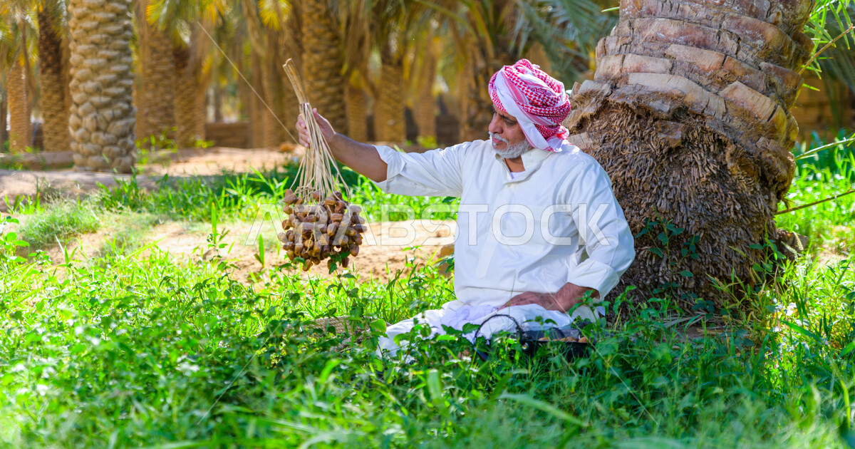 A Saudi Gulf farmer harvesting and picking dates using old folk tools ...
