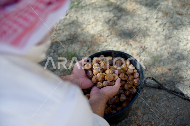 A Saudi Gulf farmer harvesting and picking dates using old folk tools ...
