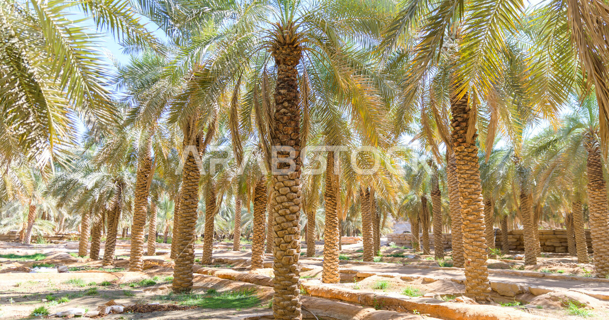 Fruitful palm farms in the Kingdom of Saudi Arabia, farms for the ...