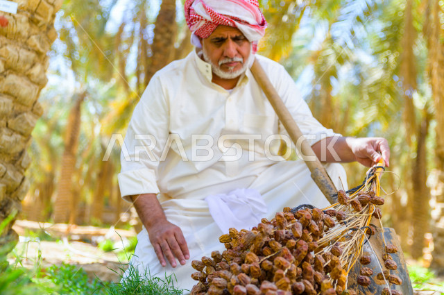 A Saudi Gulf farmer harvesting and picking dates using old folk tools ...