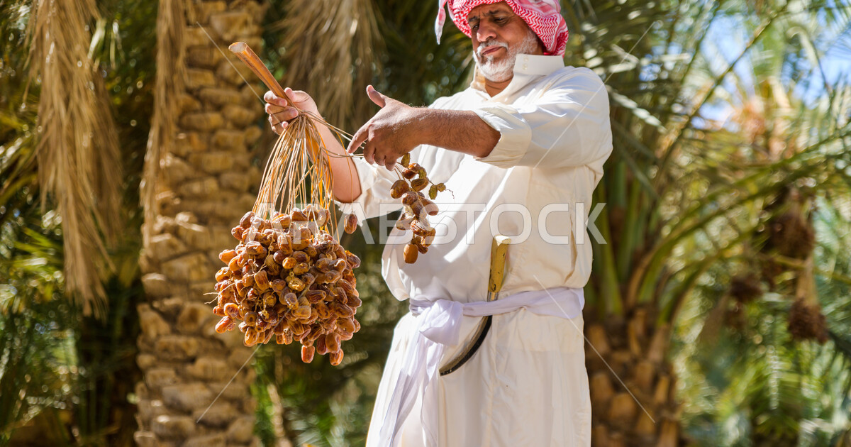 A Saudi Gulf farmer harvesting and picking dates, a traditional ...