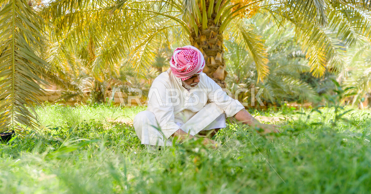 A Saudi Gulf farmer harvesting and picking dates, a traditional ...