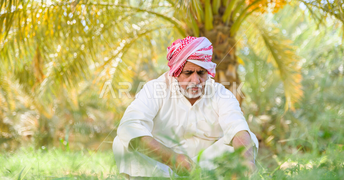 A Saudi Gulf farmer harvesting and picking dates, a traditional ...