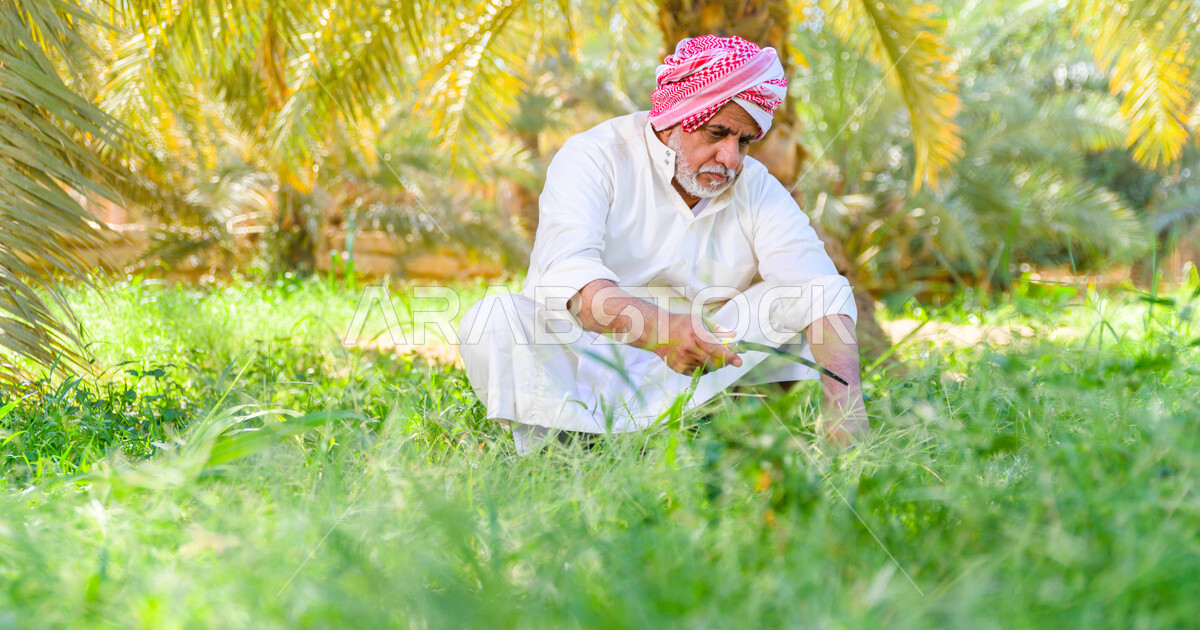 A Saudi Gulf farmer harvesting and picking dates, a traditional ...