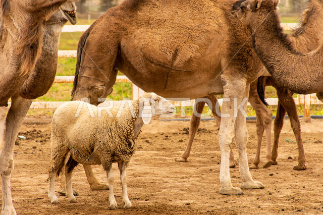 The green nature in Saudi Arabia, a barn for raising mammals and ...