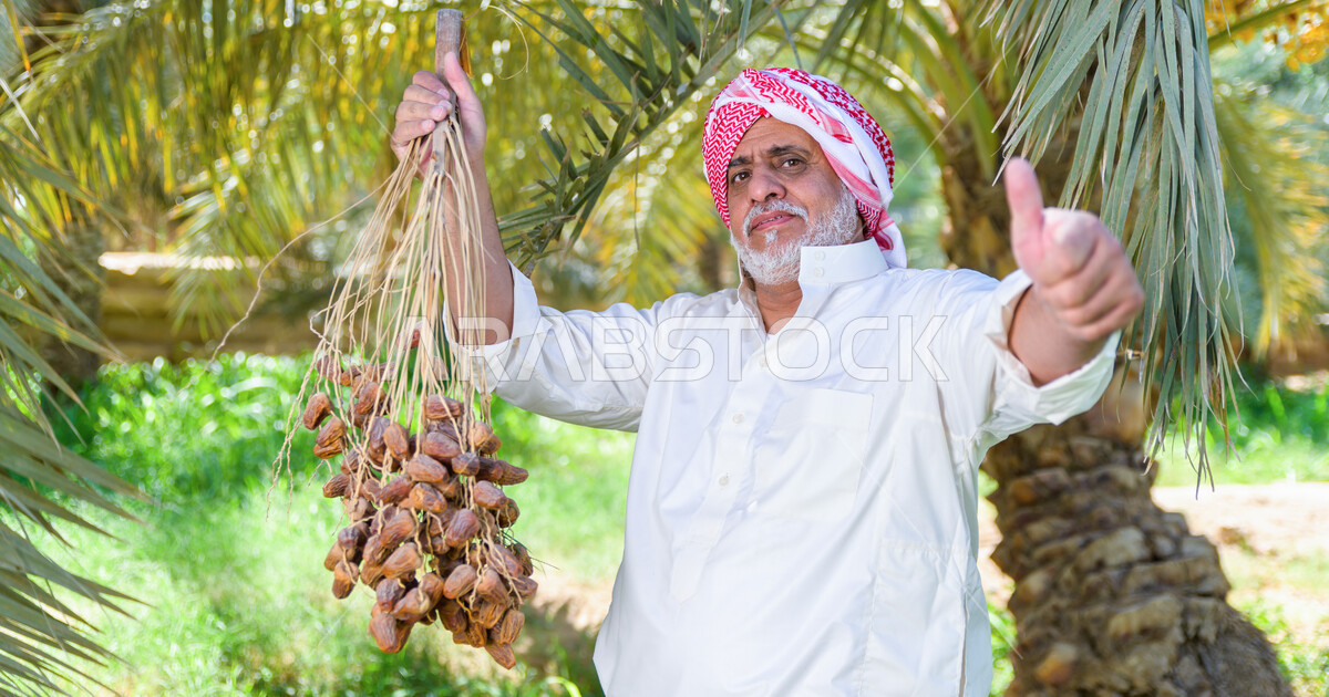 A Saudi Gulf farmer harvesting and picking dates, a traditional ...