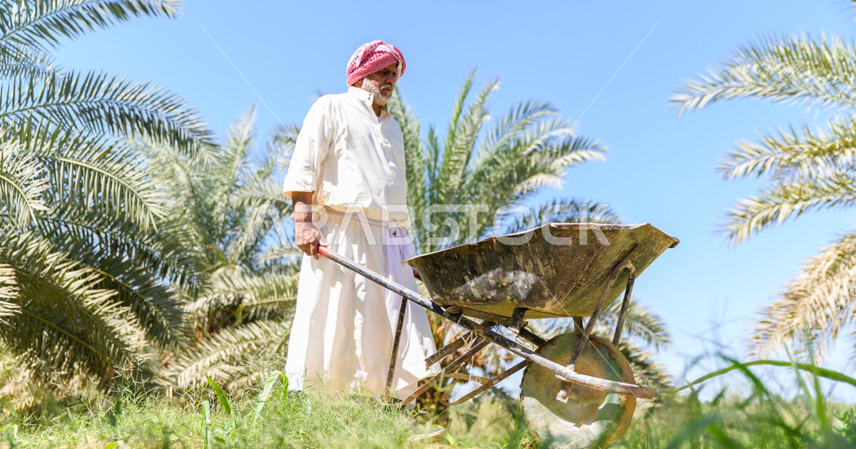 A Saudi Gulf farmer harvesting and picking dates, a traditional ...