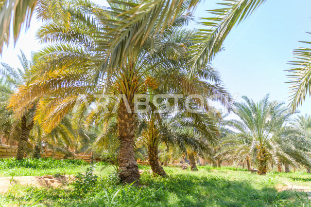 Fruitful palm farms in the Kingdom of Saudi Arabia, farms for the ...
