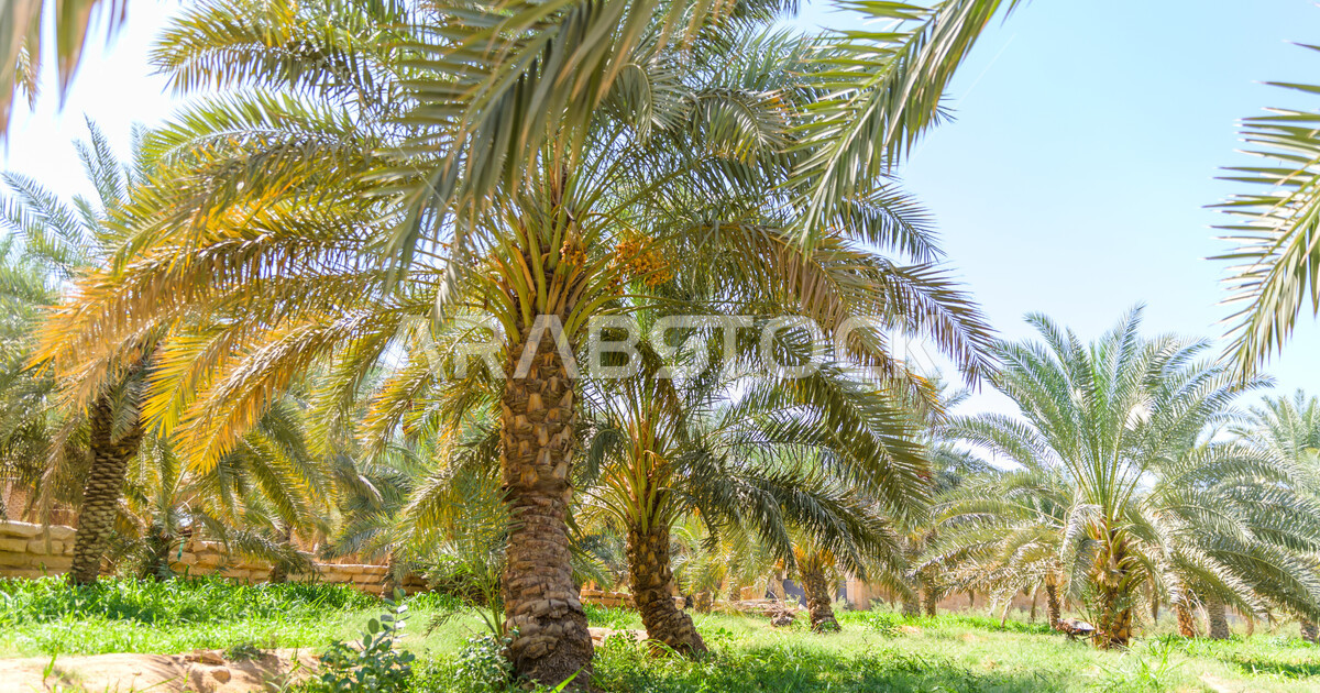 Fruitful palm farms in the Kingdom of Saudi Arabia, farms for the ...