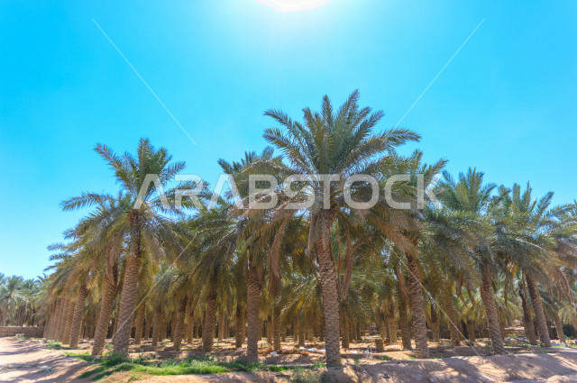Fruitful palm farms in the Kingdom of Saudi Arabia, farms for the ...