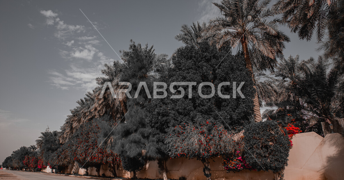 Fruitful palm trees in the Kingdom of Saudi Arabia, farms and ...